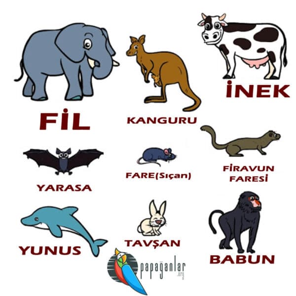 Memeli Hayvanlar - Memeli Hayvan Grupları - Memeli Hayvan Listesi
