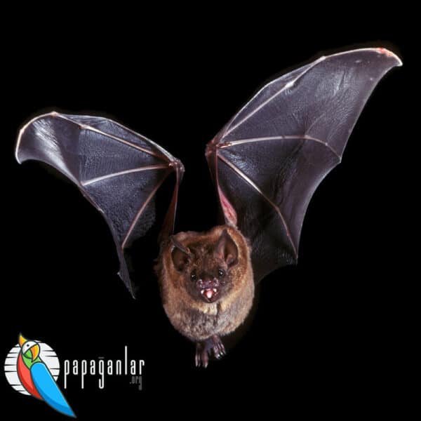 En Bilinen Memeli Hayvan Türleri Ve Özellikleri Nelerdir?