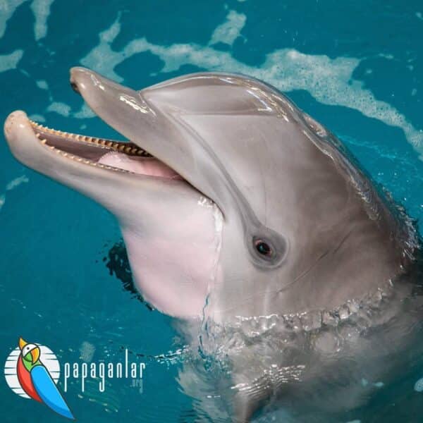 En Bilinen Memeli Hayvan Türleri Ve Özellikleri Nelerdir?