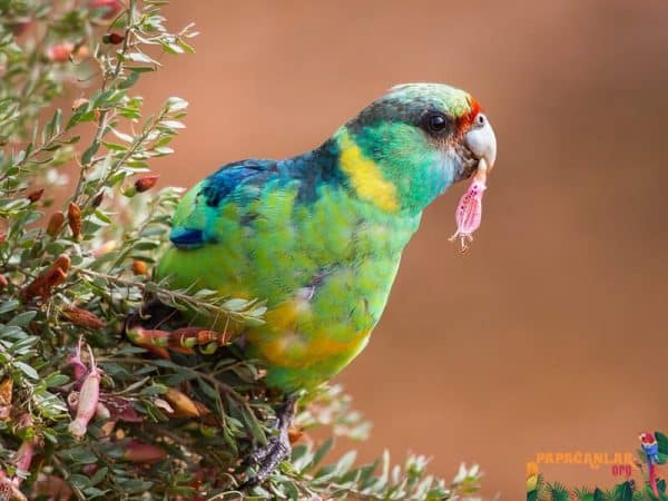 Periquito Común - Características del Loro Rey Australiano