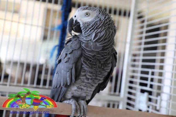 Congo Jako Parrot Characteristics - Jako Congo and Timneh Difference