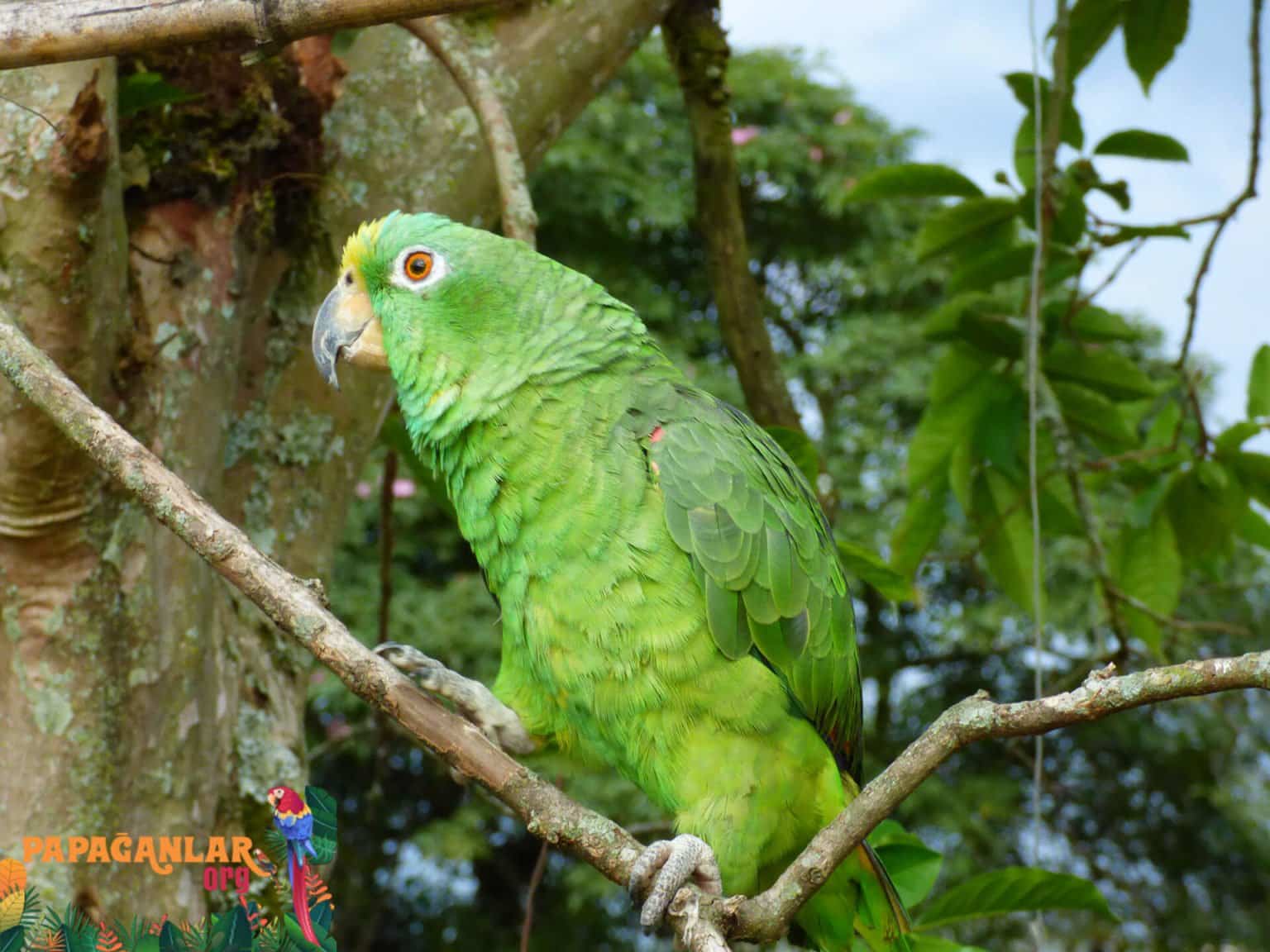 Sarı Alınlı Amazon Papağanı Özellikleri - Sarı Alınlı Amazon Fiyatları