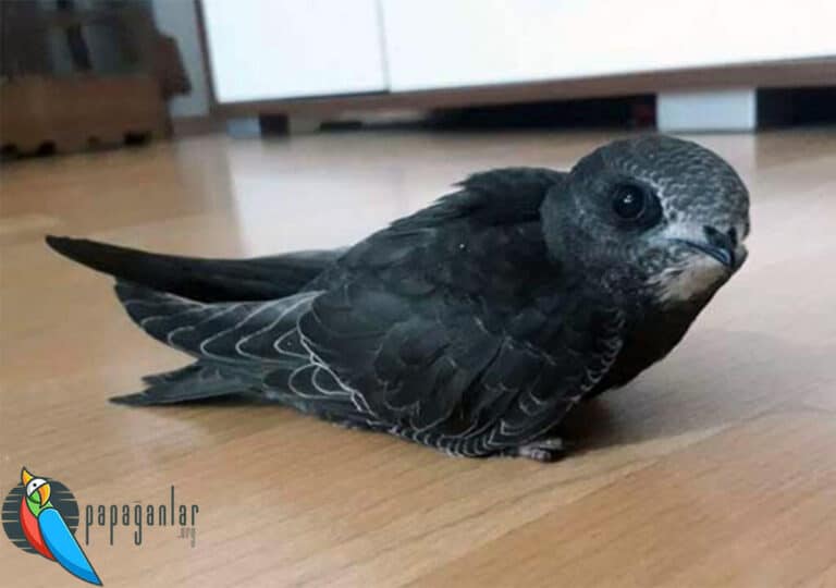Ebabil Kuşu - Ebabil Kuşu Anlamı - Ebabil Kuşu Hikayesi