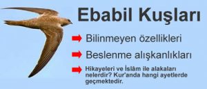 Ebabil Kuşu Merak Edilenler - Özellikleri Yaşam Alanları Kafes Hayatı
