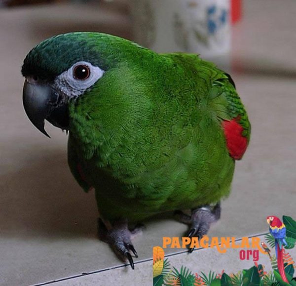 Dwarf Macaw For Sale - Dwarf Macaw Prices