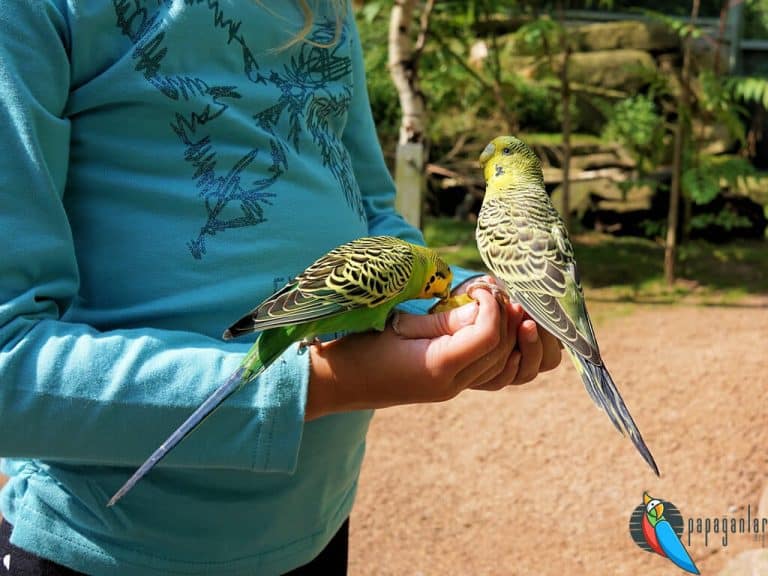 Aspur - Aspur Nedir? - Aspur Yem - Aspur Faydaları