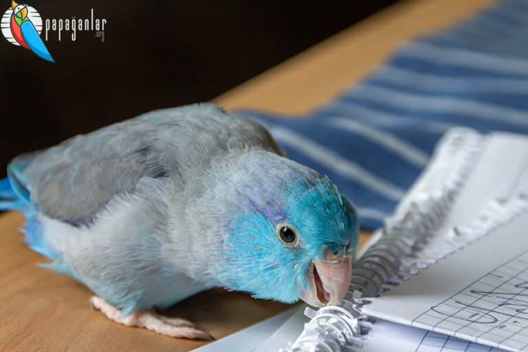 Forpus Parrot - Forpus Parrot Characteristics