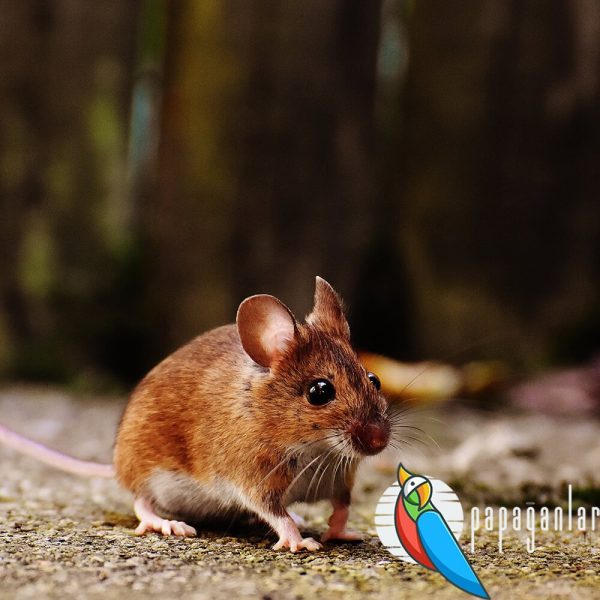 Memeli Hayvan Örnekleri - Memeli Hayvanlar Hangileridir?