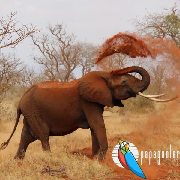 Memeli Hayvan Örnekleri - Memeli Hayvanlar Hangileridir?