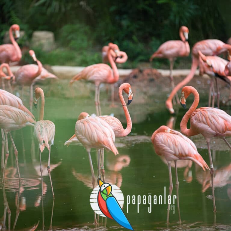 Memeli Hayvan Örnekleri - Memeli Hayvanlar Hangileridir?