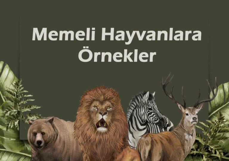 Memeli Hayvan Örnekleri - Memeli Hayvanlar Hangileridir?