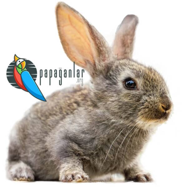 Memeli Hayvan Özellikleri - Memeli Hayvanların Ortak Özellikleri