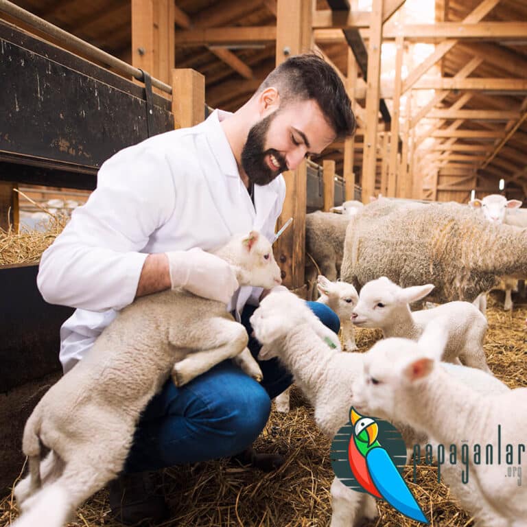 Memeli Hayvan Özellikleri - Memeli Hayvanların Ortak Özellikleri