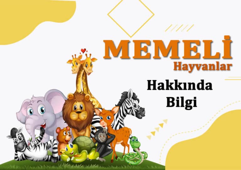 Memeli Hayvan Örnekleri - Memeli Hayvanlar Hangileridir?