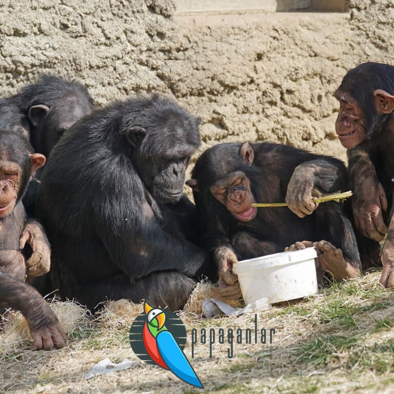 Memeli Hayvan Özellikleri - Memeli Hayvanların Ortak Özellikleri