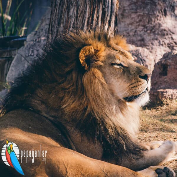 Memeli Hayvan Özellikleri - Memeli Hayvanların Ortak Özellikleri