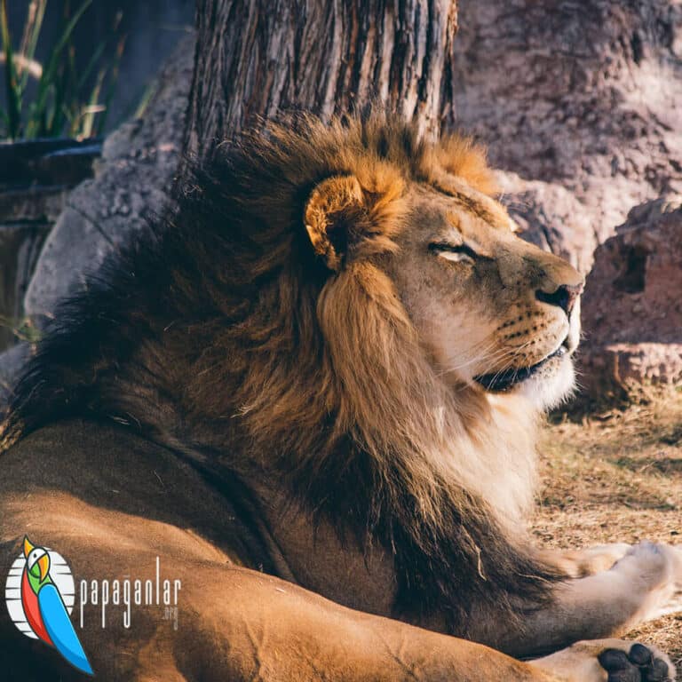 Memeli Hayvanlar - Memeli Hayvan Grupları - Memeli Hayvan Listesi