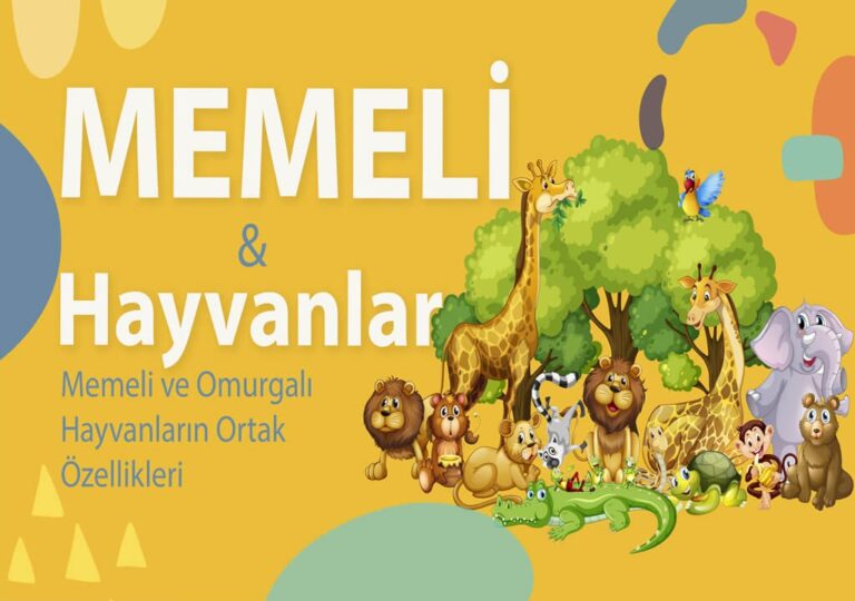 Memeli Hayvan Örnekleri - Memeli Hayvanlar Hangileridir?