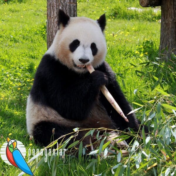 Memeli Hayvan Örnekleri - Memeli Hayvanlar Hangileridir?