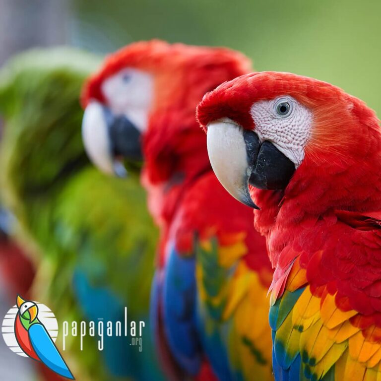 Memeli Hayvan Örnekleri - Memeli Hayvanlar Hangileridir?