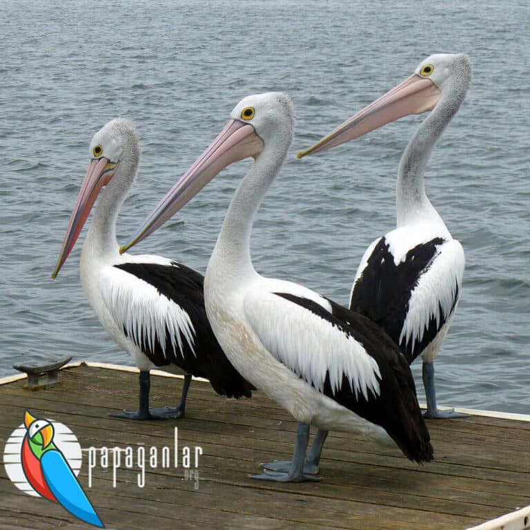 Memeli Hayvan Örnekleri - Memeli Hayvanlar Hangileridir?