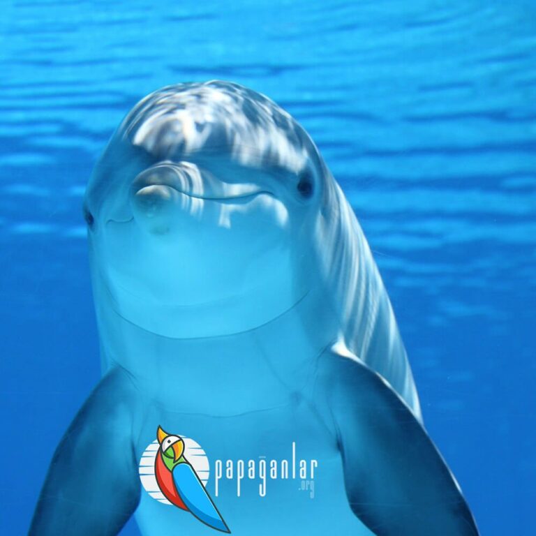 Memeli Hayvanlar - Memeli Hayvan Grupları - Memeli Hayvan Listesi