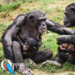 Memeli Hayvan Örnekleri - Memeli Hayvanlar Hangileridir?