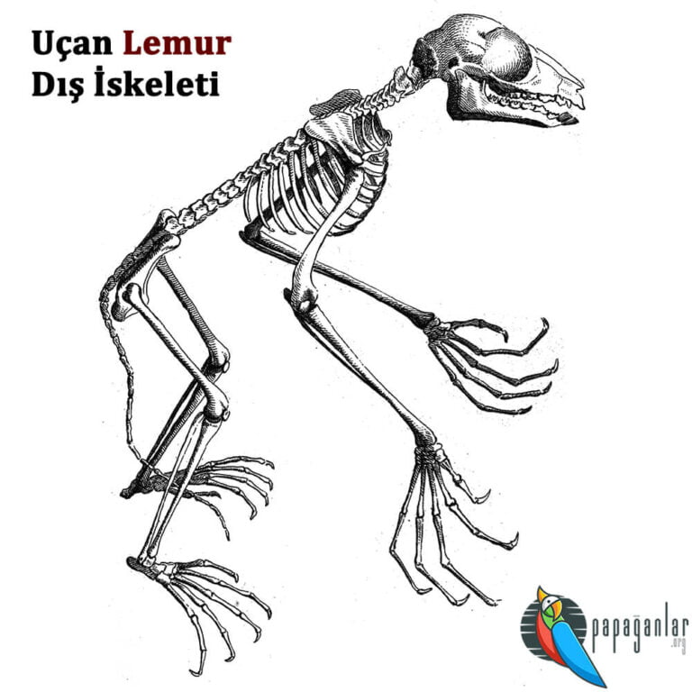 Memeli Uçan Hayvanlar - Uçan Memeli Hayvanlar Hakkında Bilgi