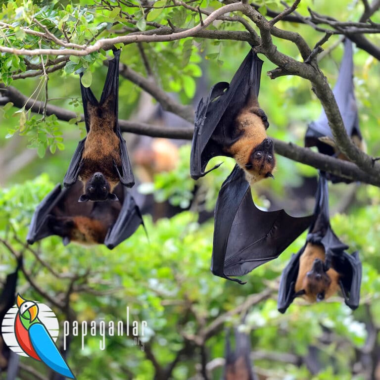 Memeli Hayvanlar - Memeli Hayvan Grupları - Memeli Hayvan Listesi