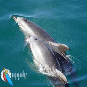 Memeli Hayvan Örnekleri - Memeli Hayvanlar Hangileridir?