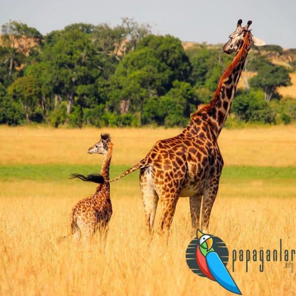 Memeli Hayvan Örnekleri - Memeli Hayvanlar Hangileridir?