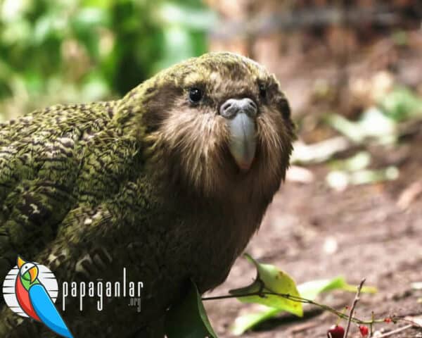 Kakapo Parrot Prices
