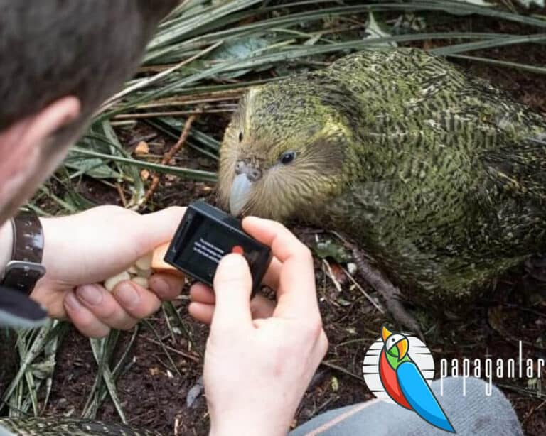 Kakapo Parrot Prices