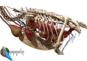 Parrot Digestive System - Digestive System in Birds