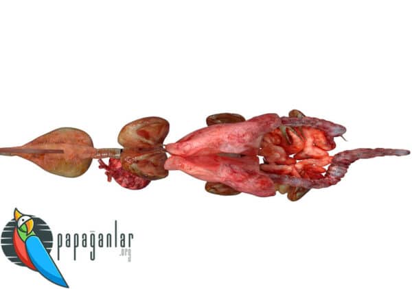 Parrot Digestive System - Digestive System in Birds