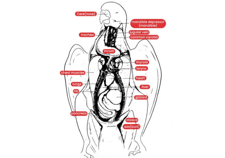 Parrot Digestive System - Digestive System in Birds