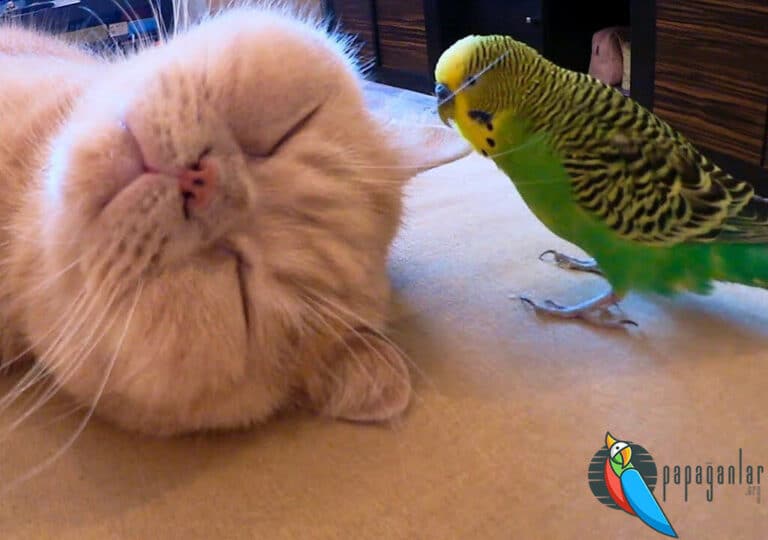 Cat with Parrot Will he get along? Can they be kept in the same house?