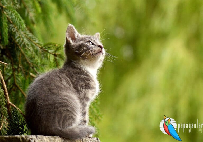 Hayvan İsimleri - Hayvan İsimleri Listesi - Kedi - Köpek ve Kuş İsimleri