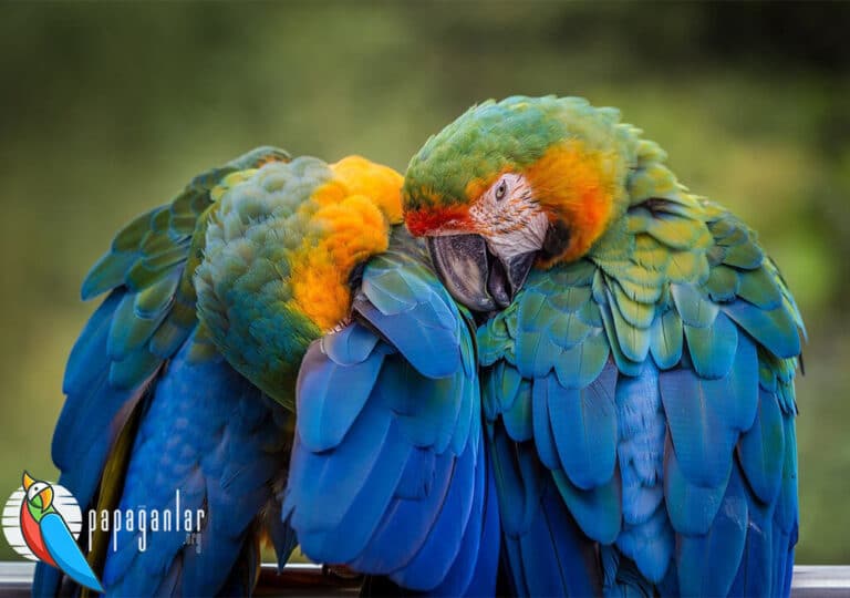 Hayvan İsimleri - Hayvan İsimleri Listesi - Kedi - Köpek ve Kuş İsimleri