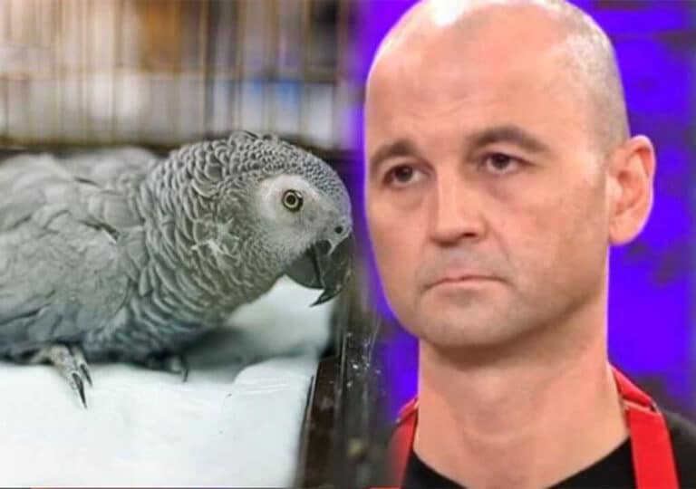Parrot Digestive System - Digestive System in Birds