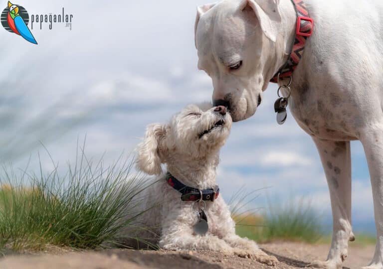 Hayvan İsimleri - Hayvan İsimleri Listesi - Kedi - Köpek ve Kuş İsimleri