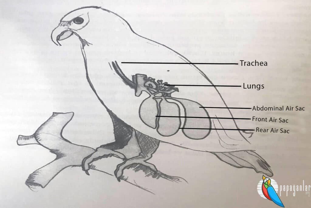 Parrot Digestive System Diseases and Treatment Methods