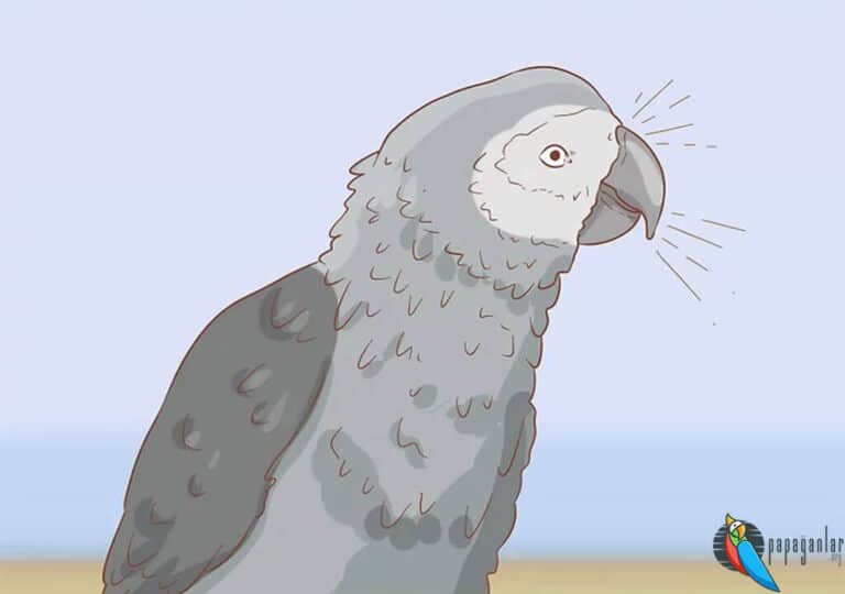 Parrot Respiratory Diseases - Does Parrot Lung Breathe?