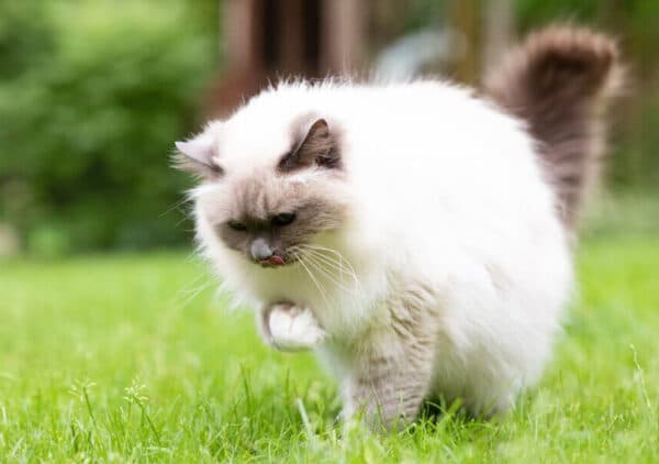 Why Do Animals Vomit? - Why Do Cats and Dogs Vomit?
