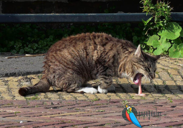 Why Do Animals Vomit? - Why Do Cats and Dogs Vomit?