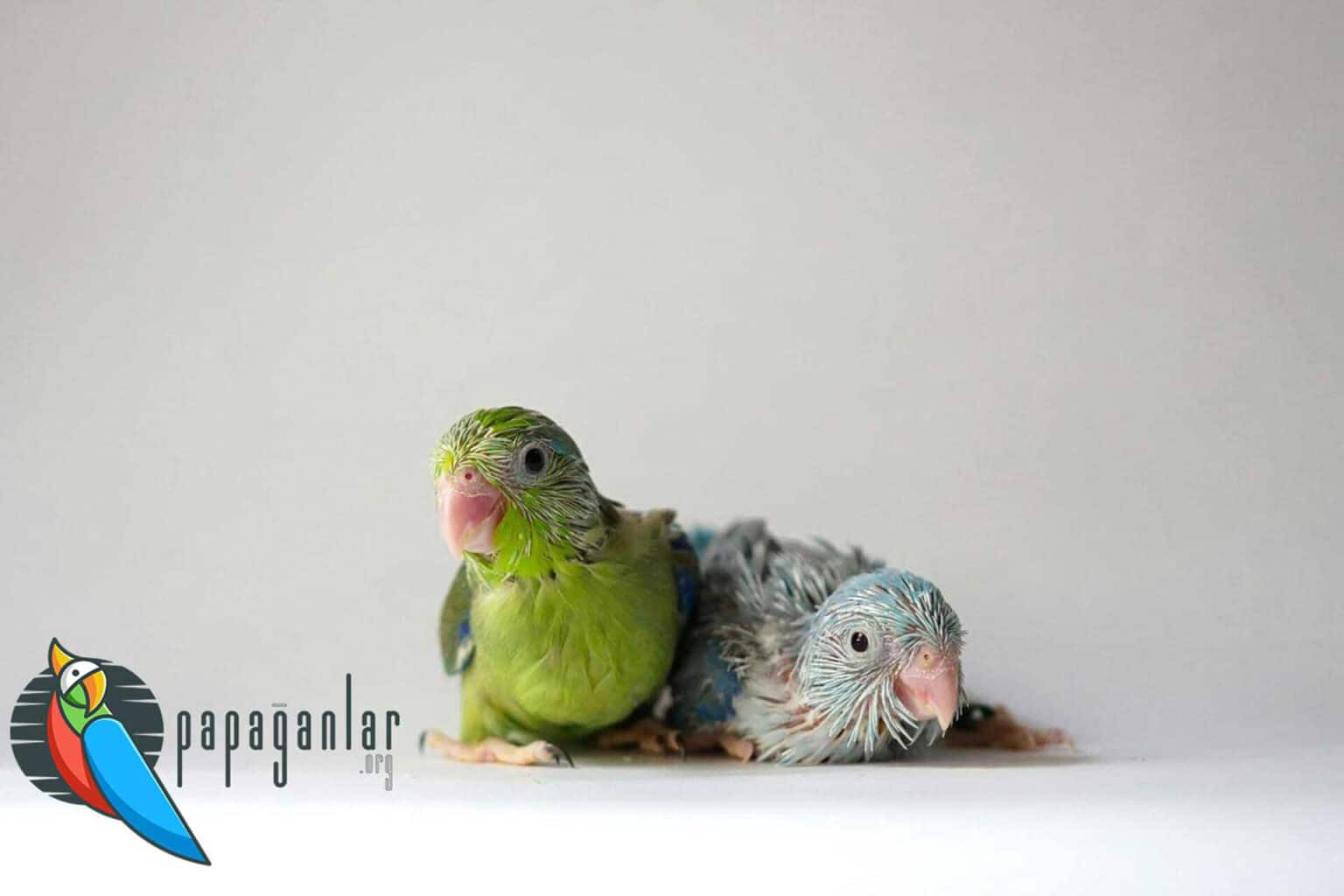 Forpus Papağanı Fiyatları 2023 - Forpus Papağan Fiyatları