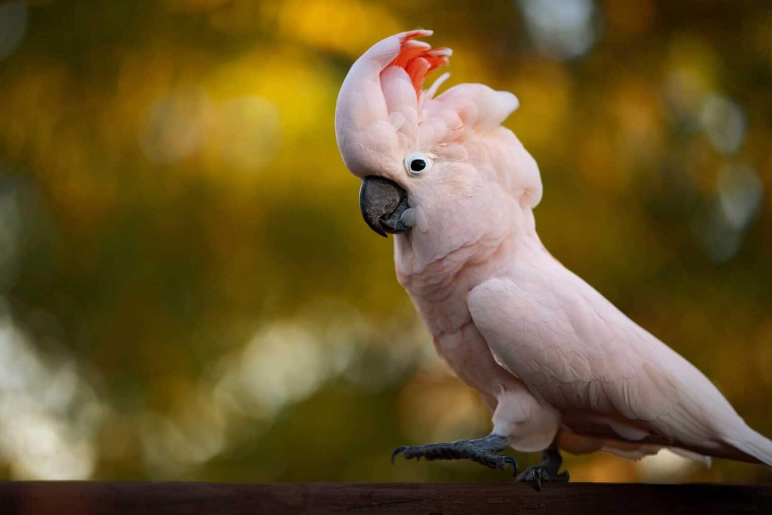 White Parrot Breed - White Parrot Species - White Parrots