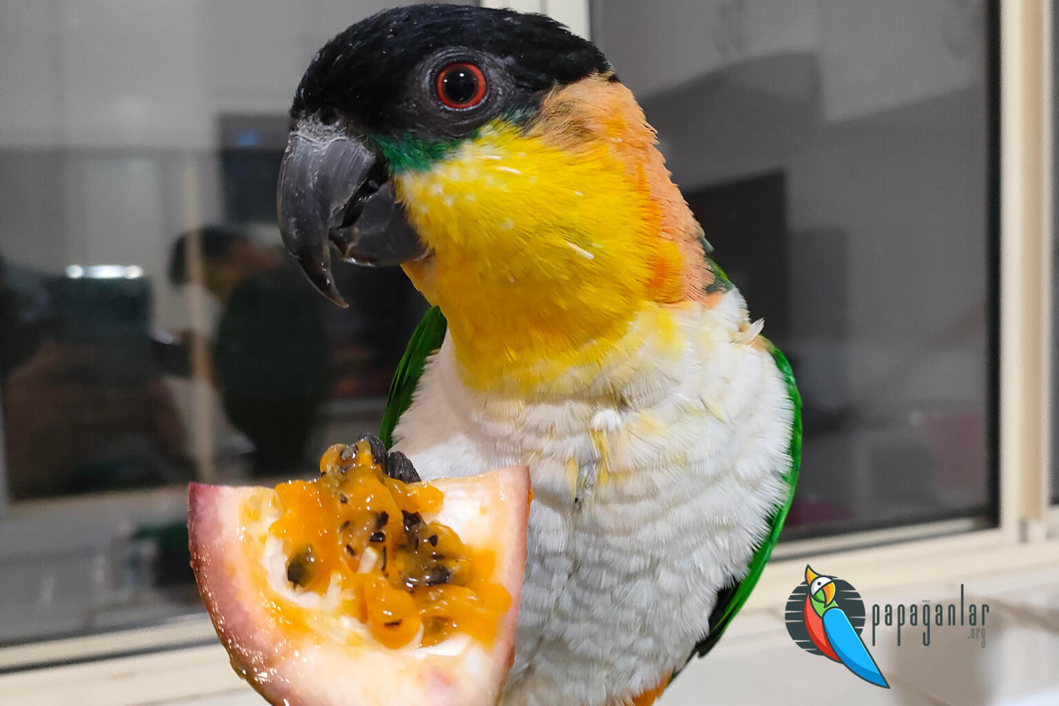 Kakapo Parrot Prices