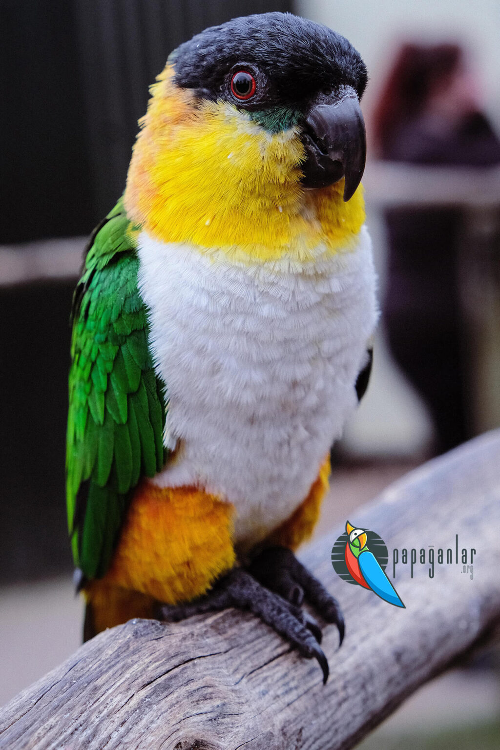 Precios del loro caique 2024 - Precios del Loro Caique