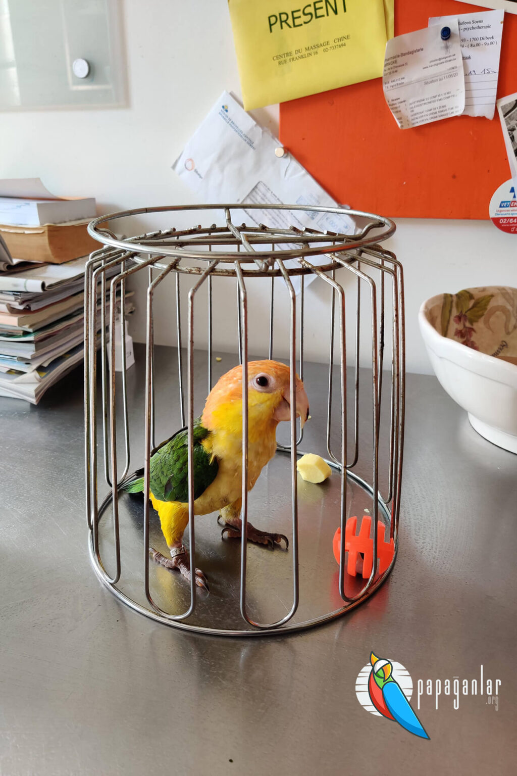 Precios del loro caique 2024 - Precios del Loro Caique